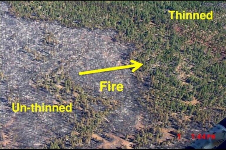 Logging and Thinning Helps Reduce Wildfire Risks – Healthy Forests ...